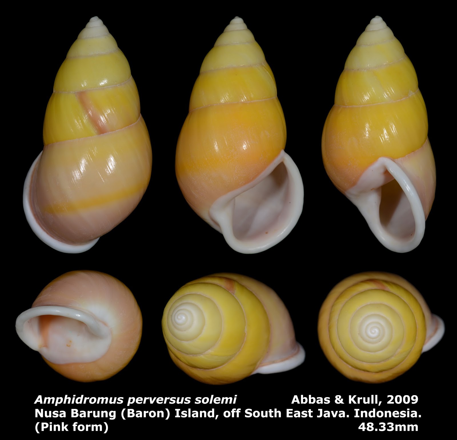 Dr. Lee's Gallery Museum: Amphidromus perversus solemi 48.33mm (Pink form)