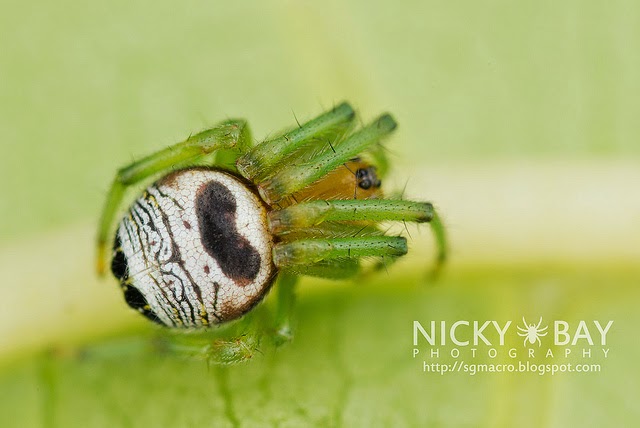Biologia-Vida: Por essa você não esperava: Aranha "Pringles"! / You did ...