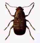 CARUNCHO OU GORGULHO (Chrysomeloidea)