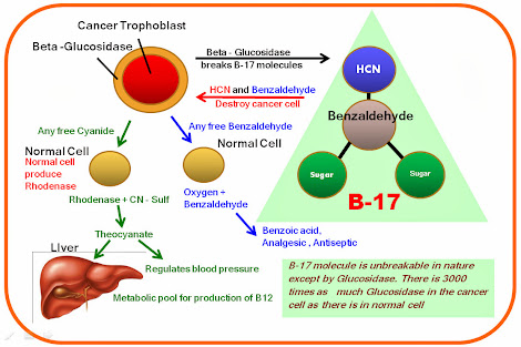 Rawatan Alternatif Penyakit kanser: Injectable (IV) B-17/Laetrile/Amygdalin