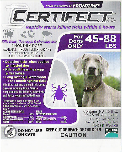 Grayhart Weimaraners: Certifect: Cover Girl Jam