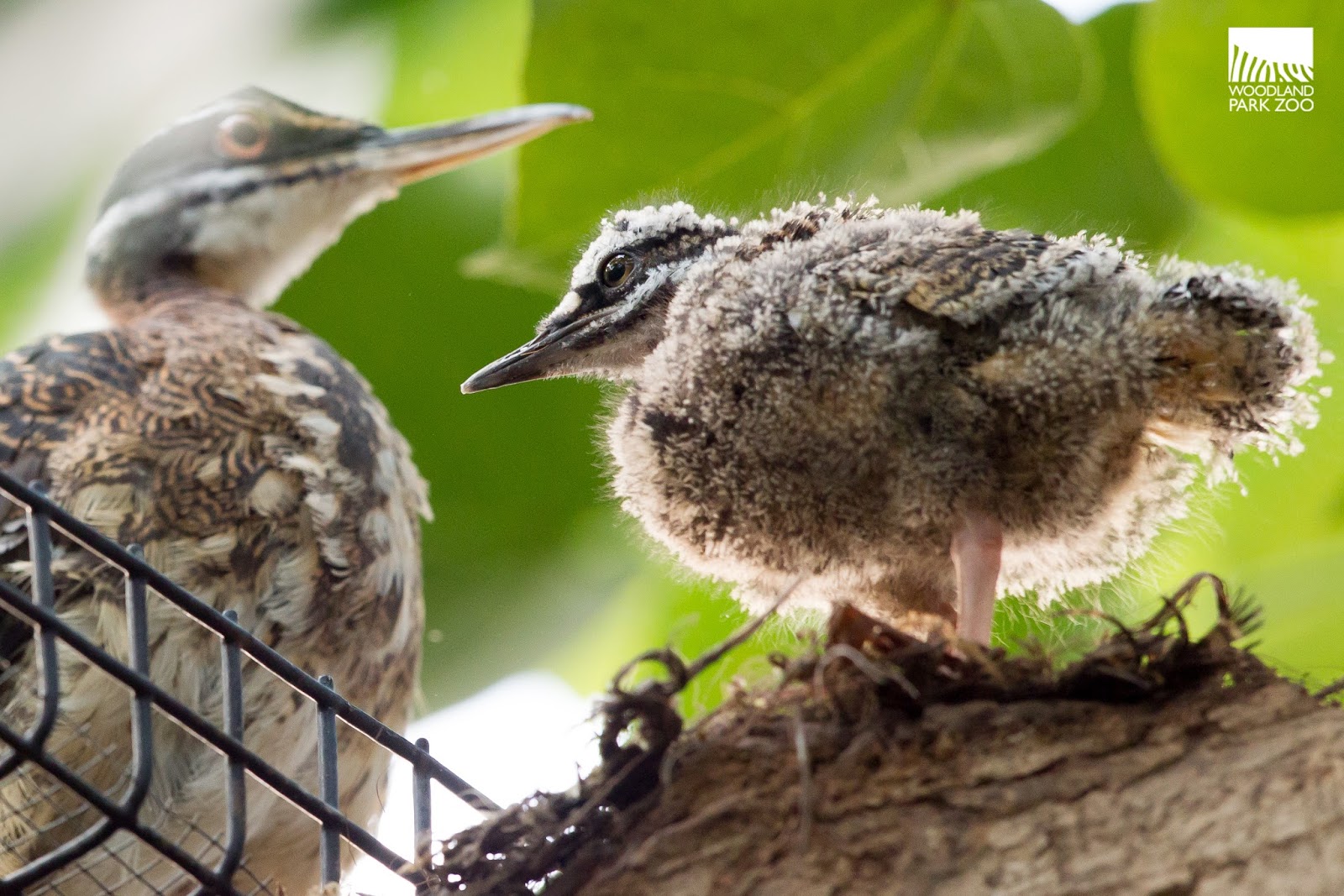 Sunbittern chick makes fluffy debut
