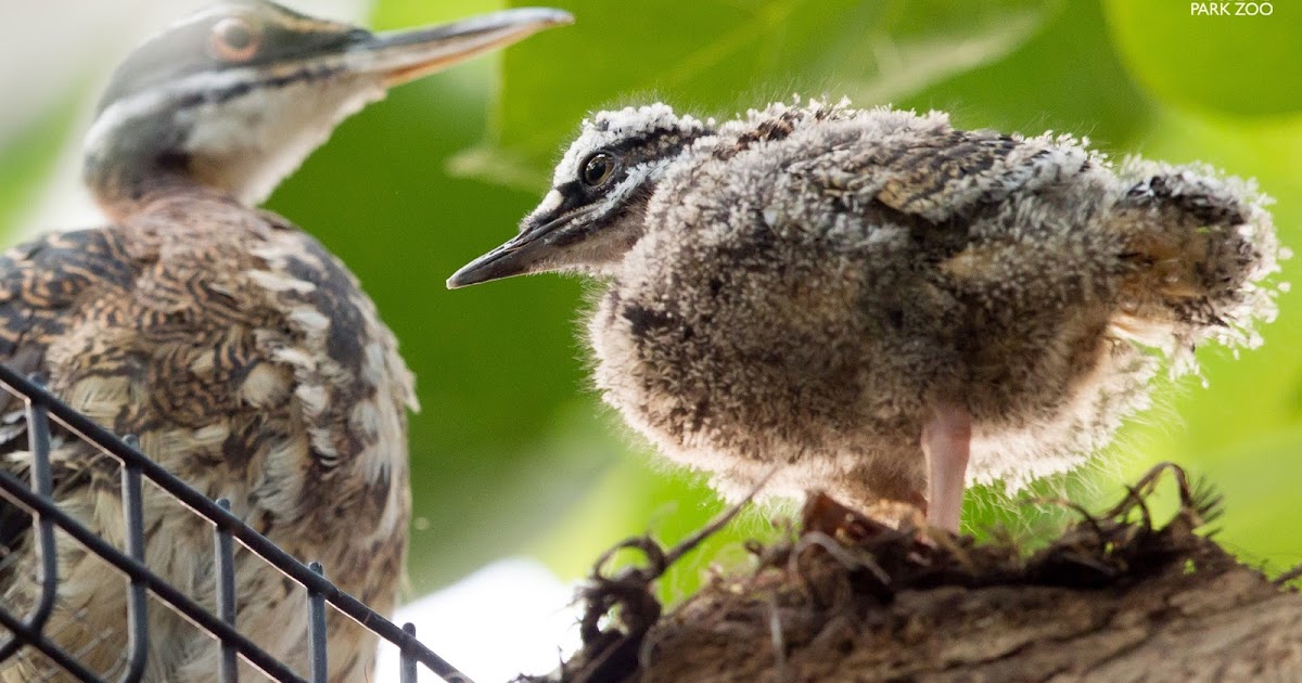 Sunbittern chick makes fluffy debut