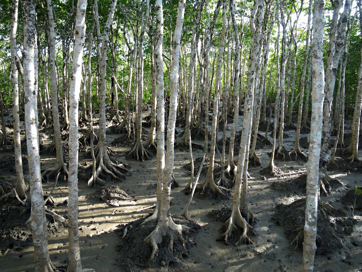 Queensland Coast: Australia's Spurred Mangroves (Ceriops sp.)