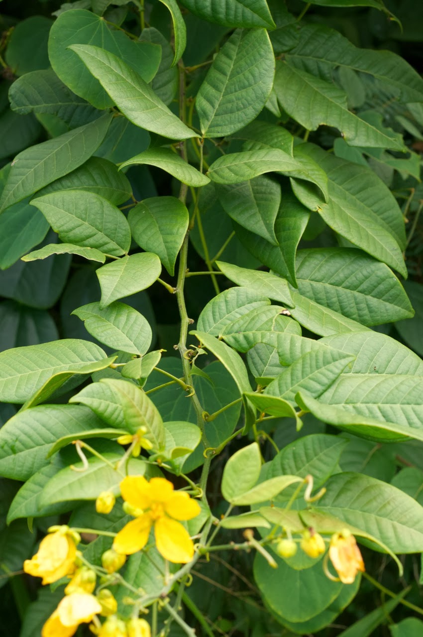 Flora de Puerto Rico Ilustrada Papo Vives: Caesalpinoideae-SENNA NITIDA ...