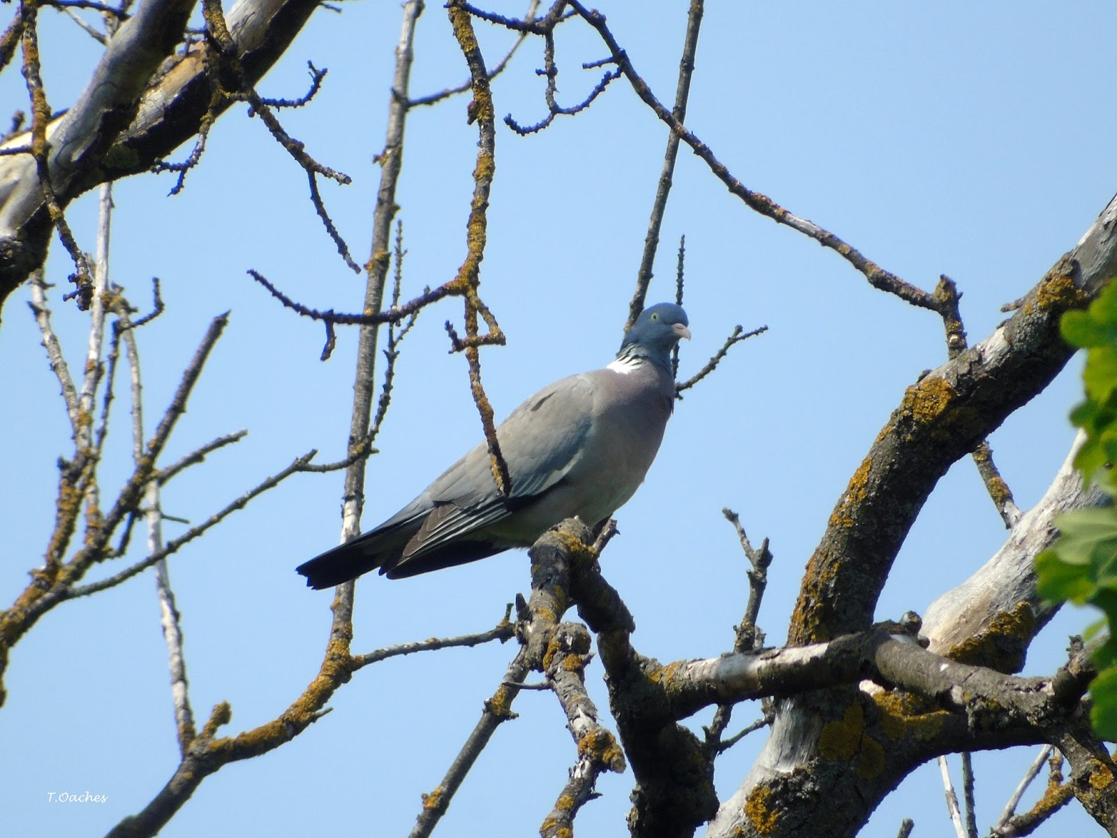 PASARI DIN ROMANIA: PORUMBEL SALBATIC GULERAT, Columba palumbus
