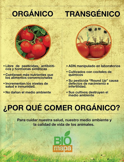 Aprende todo sobre alimentos trasngenicos : Alimentos Transgenicos ...