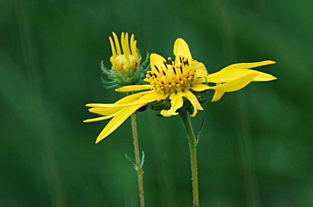 Space Coast Wildflowers: July 2013