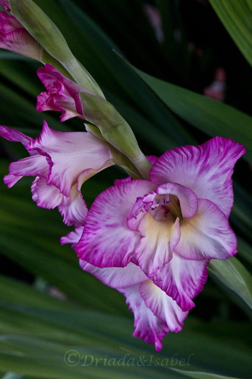 LA MAGIA DE MI JARDIN: GLADIOLOS