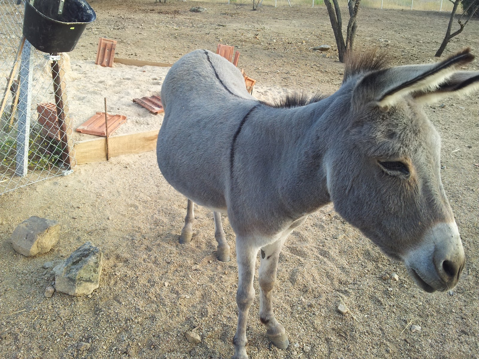 EL CORRAL DE COBOS: LLORONA BURRA ENANA AFRICANA