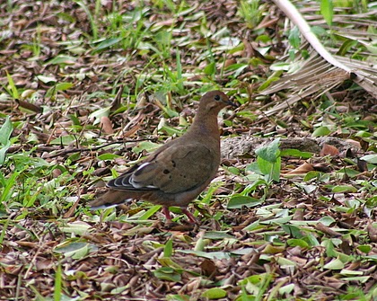 PARADISE DIARIES: Dove Stew, Anyone?