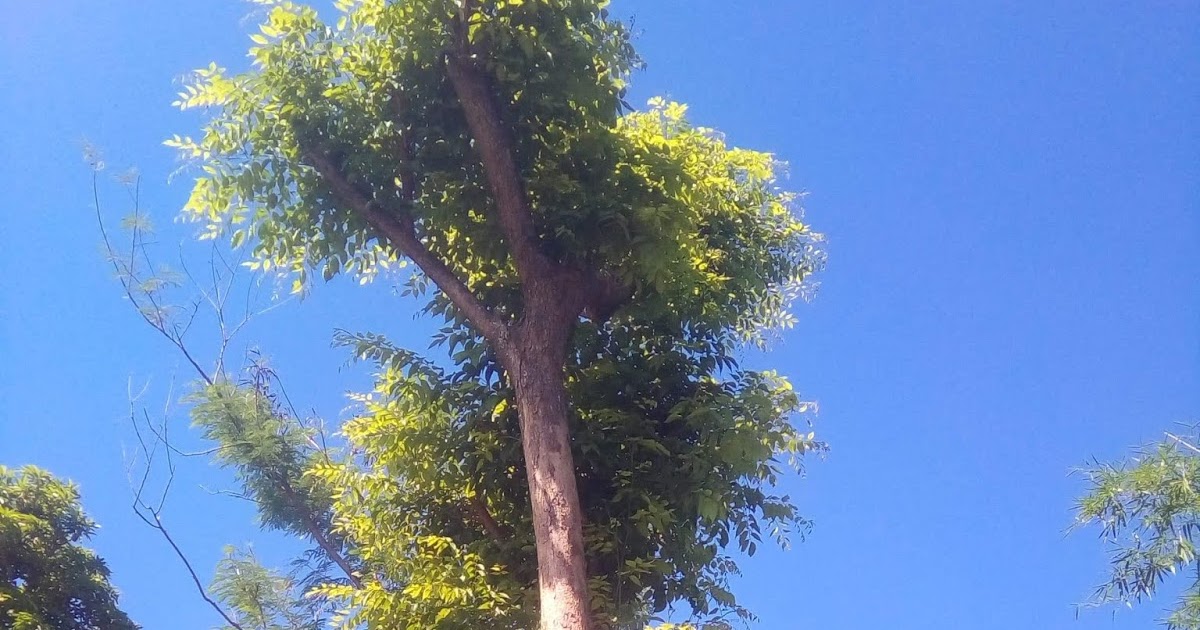 Maliit Na Punong Kahoy