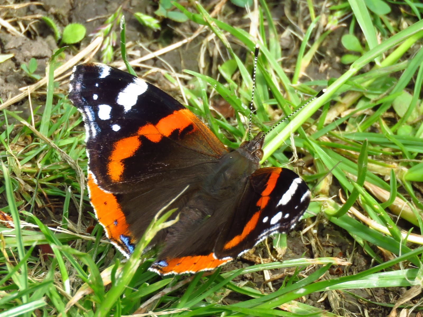 BugBlog: The patrolling Red Admiral