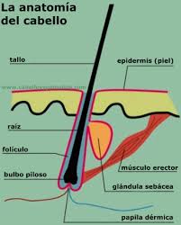 Manicuria Y Cabello: estructura fisica del cabello