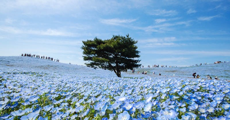 Wow 18+ Gambar Taman Bunga Di Jepun - Gambar Bunga Indah