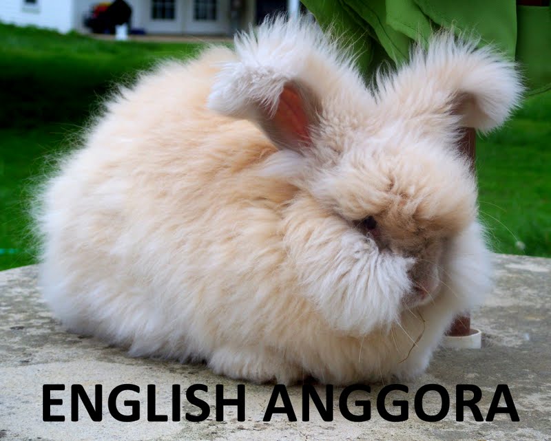 Jenis Arnab ~ NHE Rabbitry