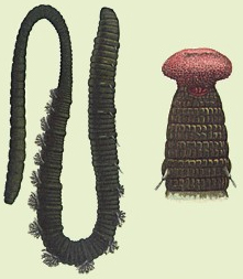 Lateral Science: The Lugworm - Arenicola marina - An Admiral Annelid ...