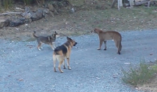 Exotic Animals Register: Guide To The Main Four UK New UK Predator Species