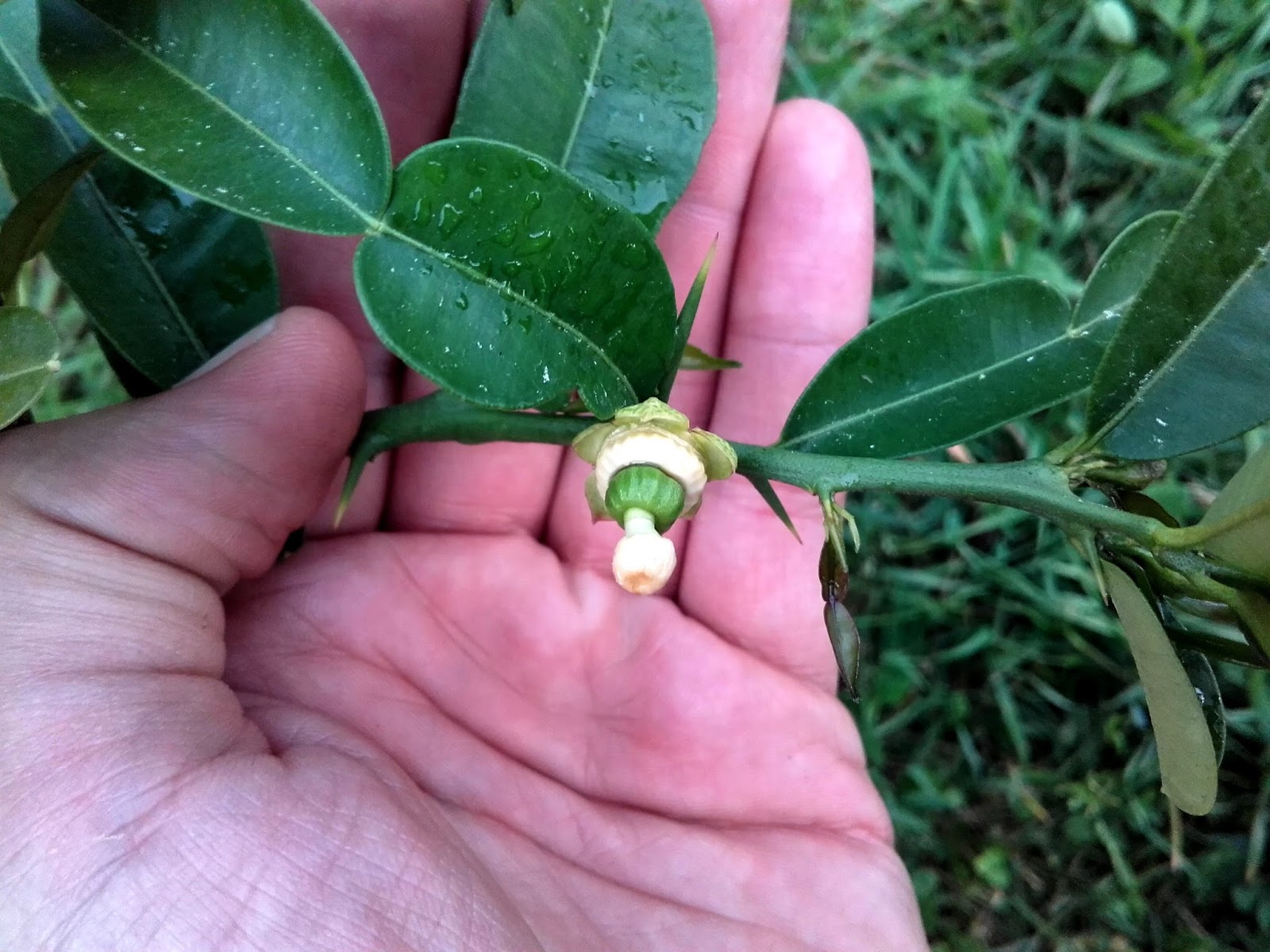 Cytrusy Mrozoodporne: Ichang Papeda - Citrus Ichangensis