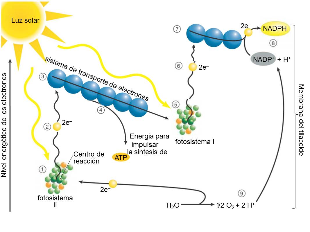 Biología grado noveno: DIBUJOS GUÍA 1.3