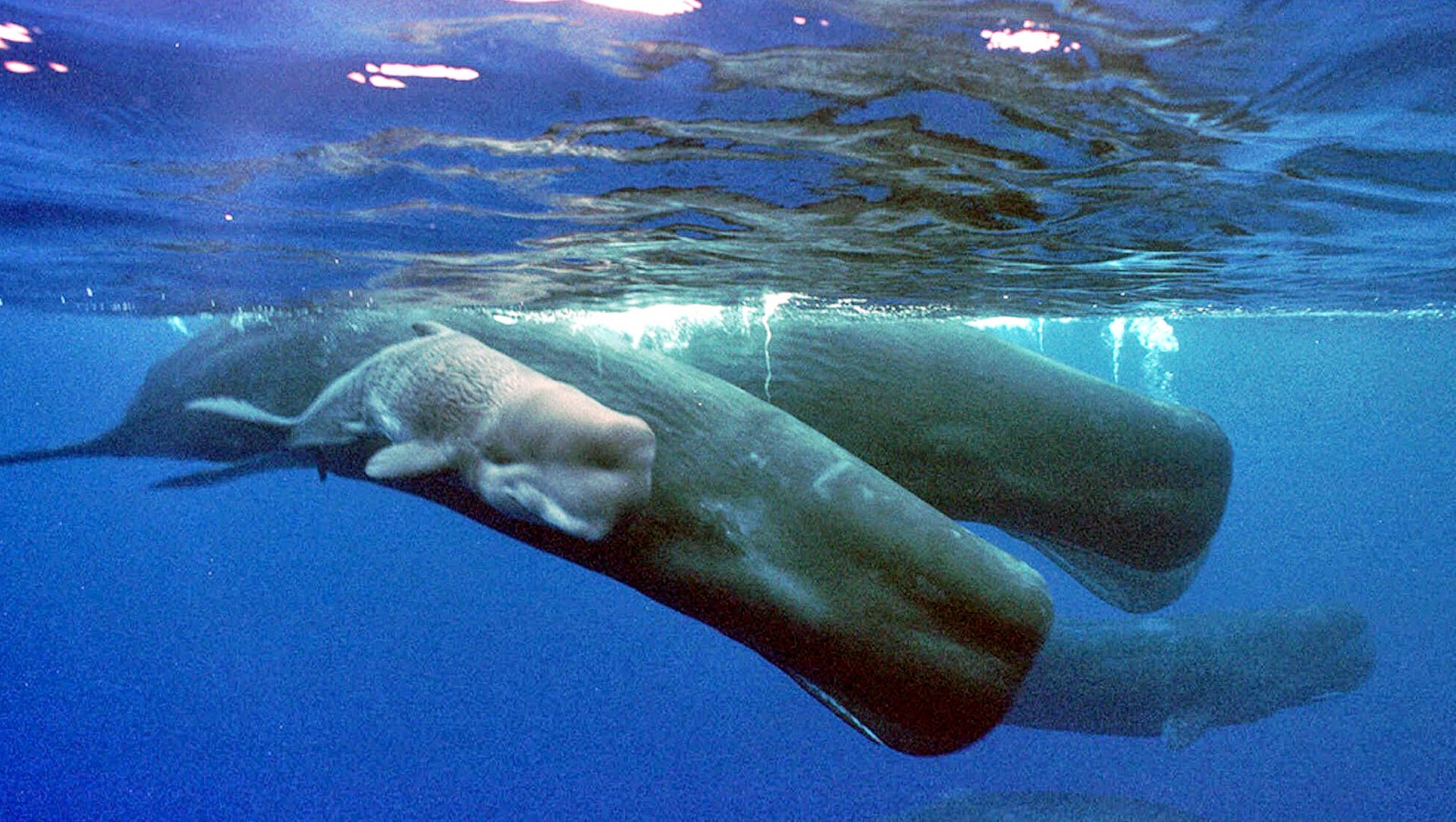 Cachalote (Physeter macrocephalus)