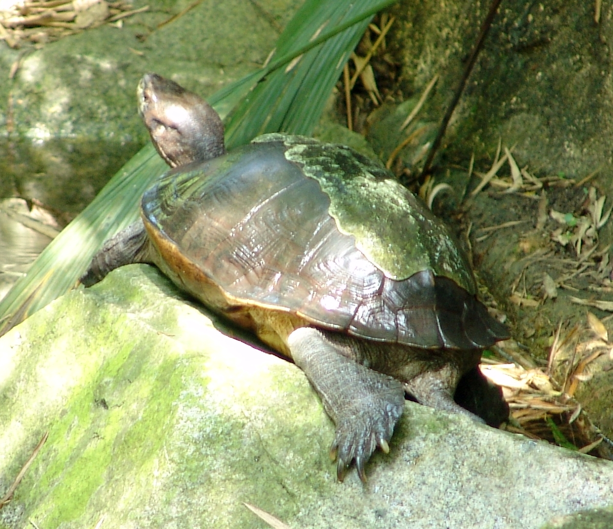 Giant Asian Pond Turtle - Reptiles World