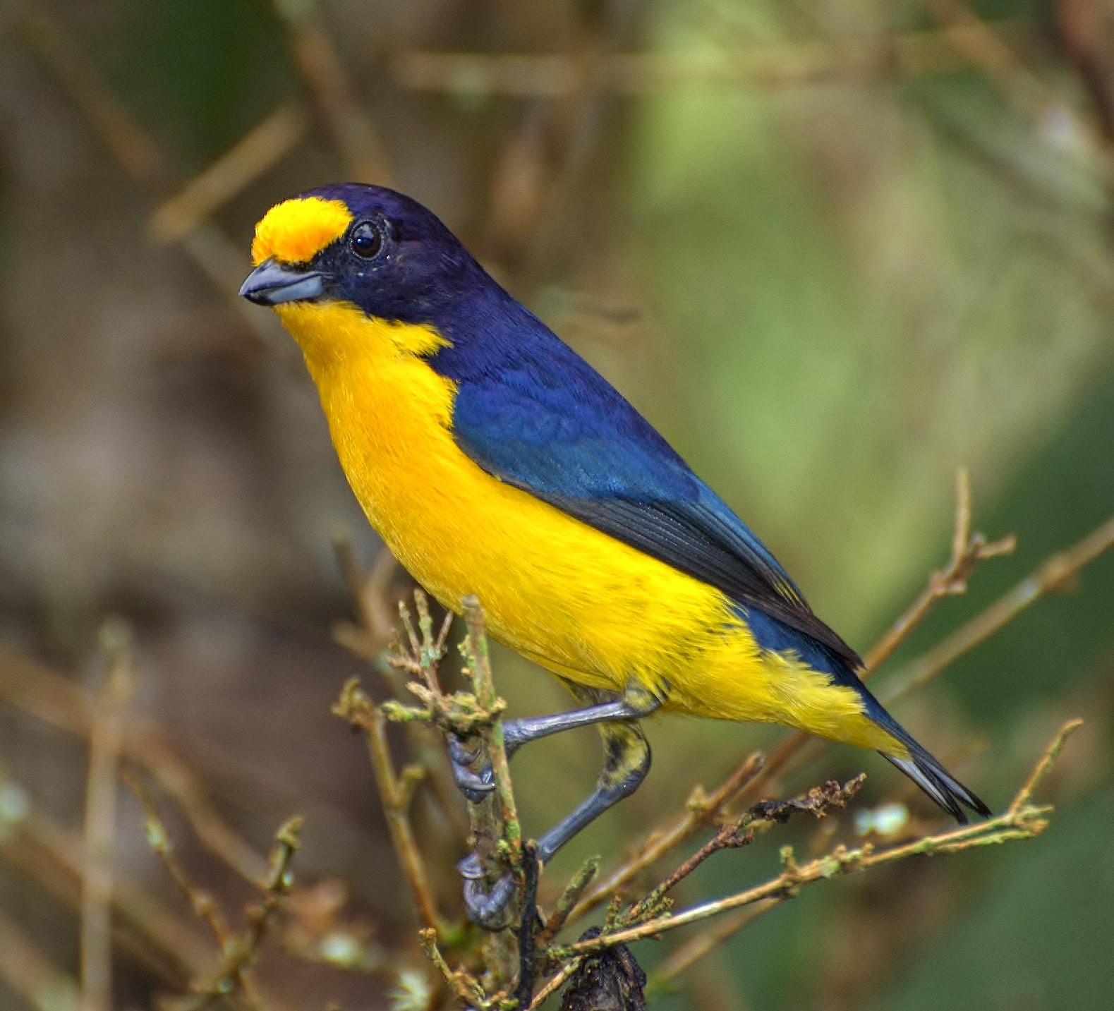 Birds of the World: Violaceous euphonia