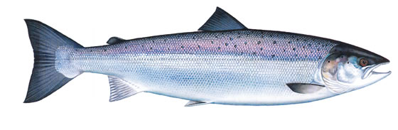 Salmon Fishing Scotland.: Salmon Fishing Scotland Atlantic Salmon ...