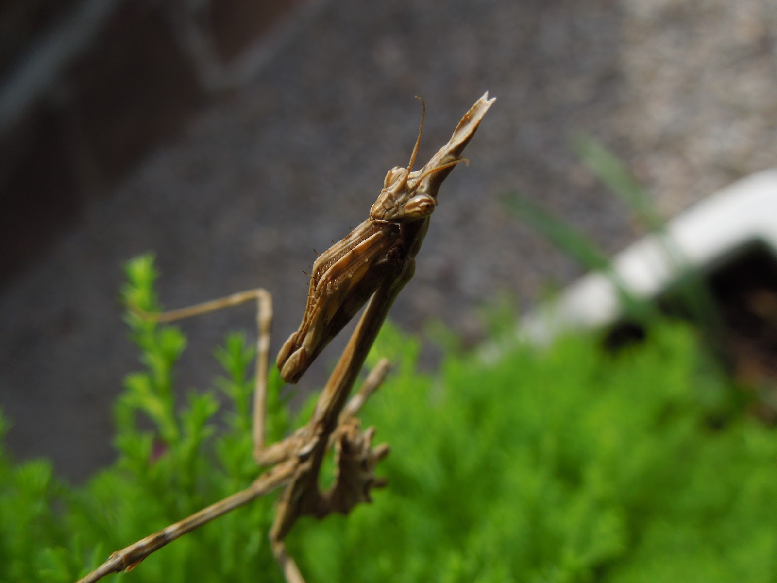 MANTIS PALO - BOTÀNIC SERRAT