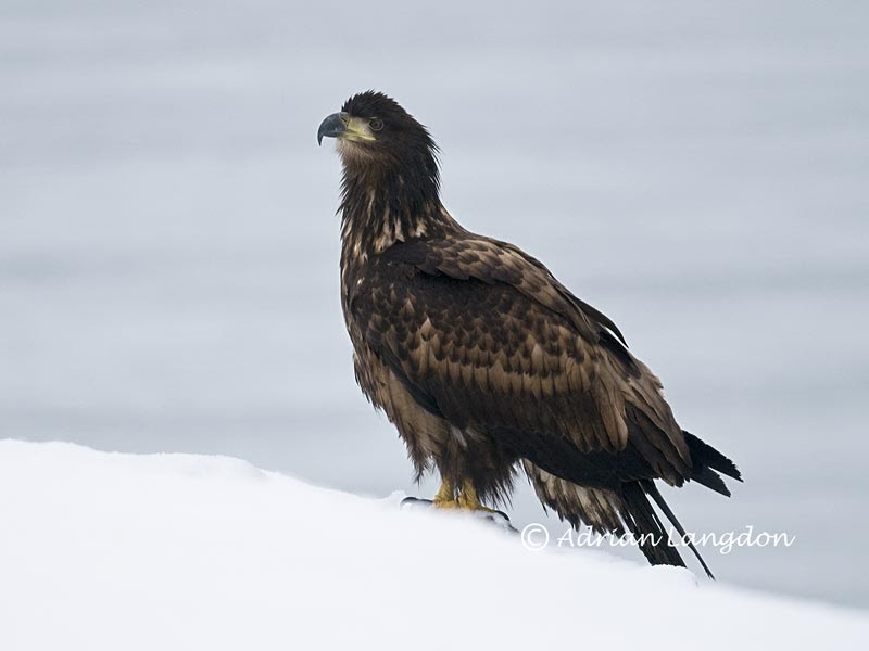 images-naturally!: Birds in Norway