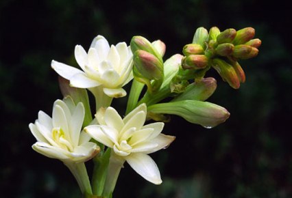 Casaflorida: Nardos, unas flores bellas y olorosas