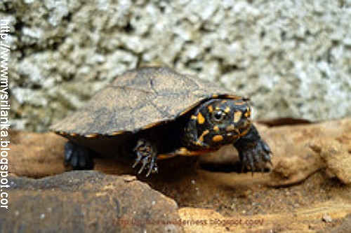 My Sri Lanka: Indian Black Turtle or Indian Pond Terrapin /Melanochelys ...
