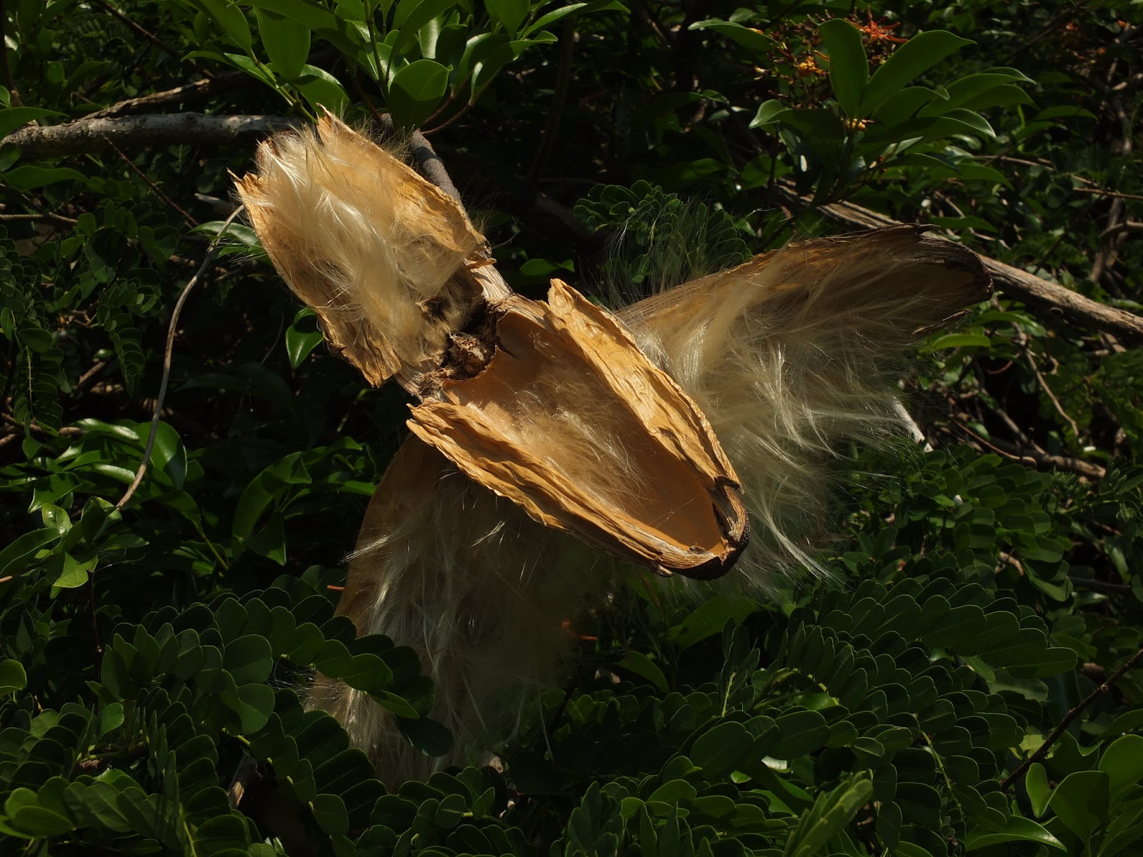 Tamilnadu Tourism: Kalakkad Mundanthurai Tiger Reserve, Thirunelveli