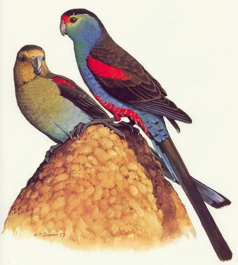 Paradise parrot - Alchetron, The Free Social Encyclopedia