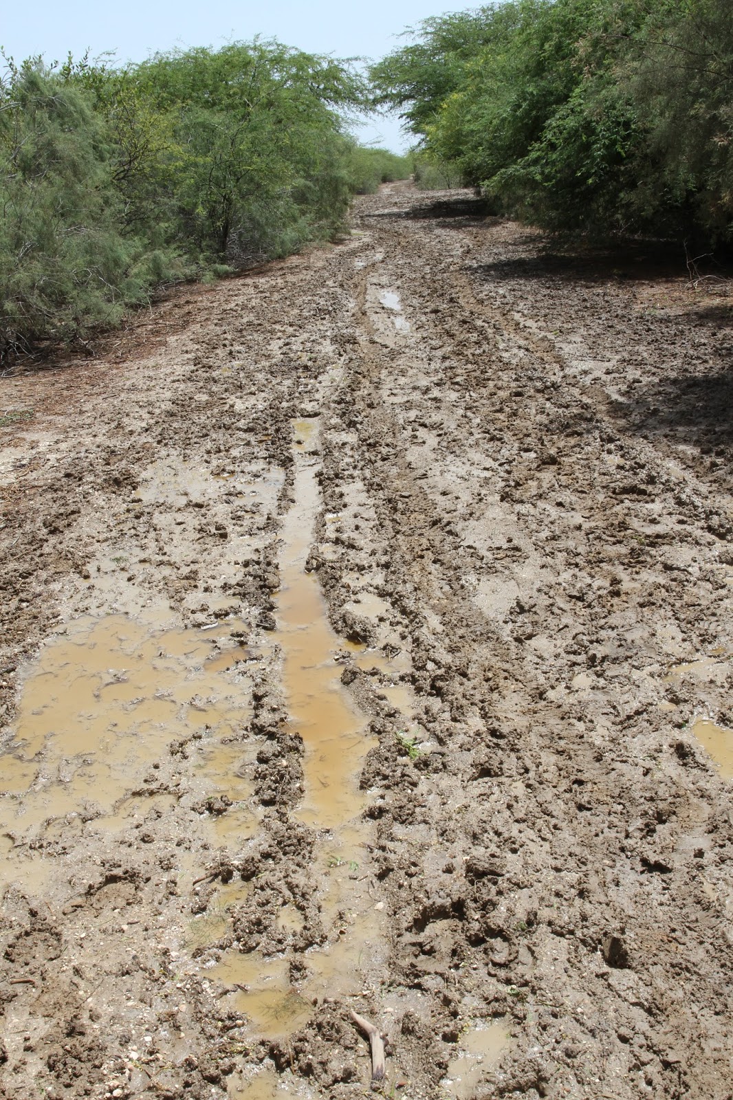27, après la pluie: c'est la gadoue, la gadoue - et les Courlis en ...