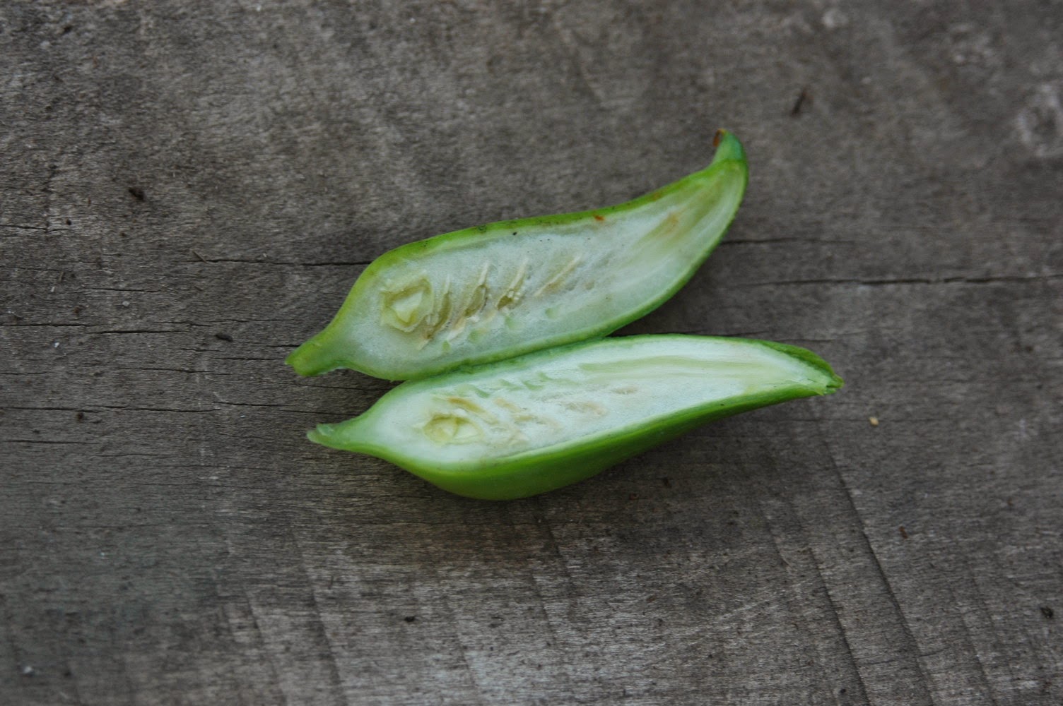Roche Fleurie Garden: Achocha or Caigua?
