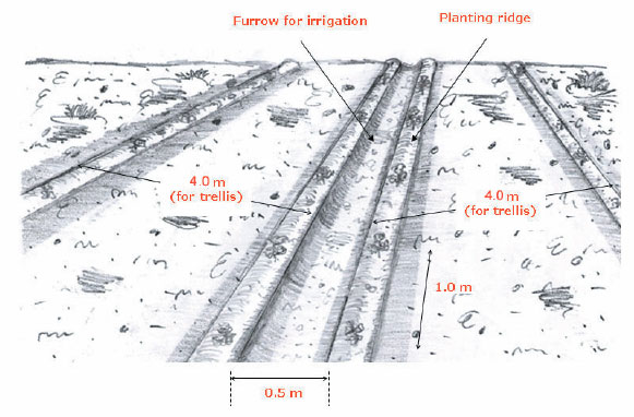 Technoguide for Ampalaya Production Part 2