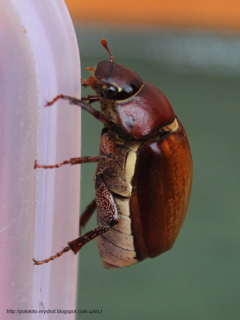 My Shot Gallery of Bengkulu: Exopholis hypoleuca Beetle, Sumatra Indonesia