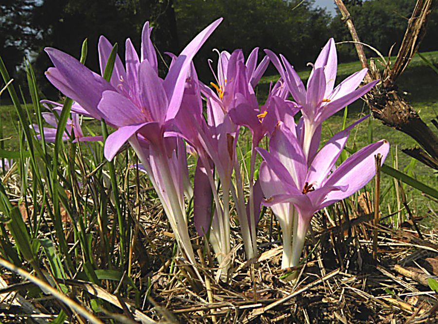 Colchicum Autumnale: nuovo caso di avvelenamento a Modena