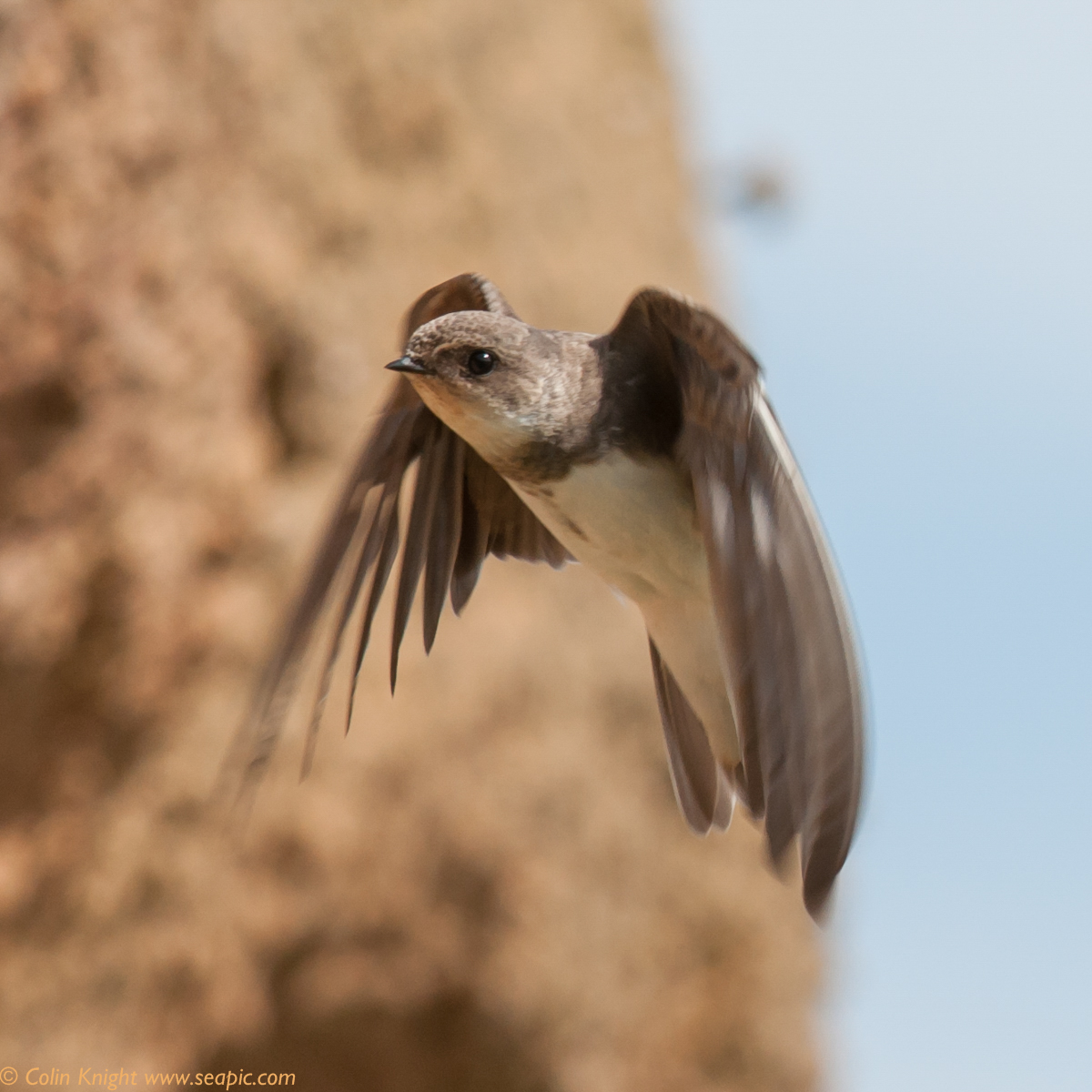 Postcards from Sussex: Sand Martins congregate