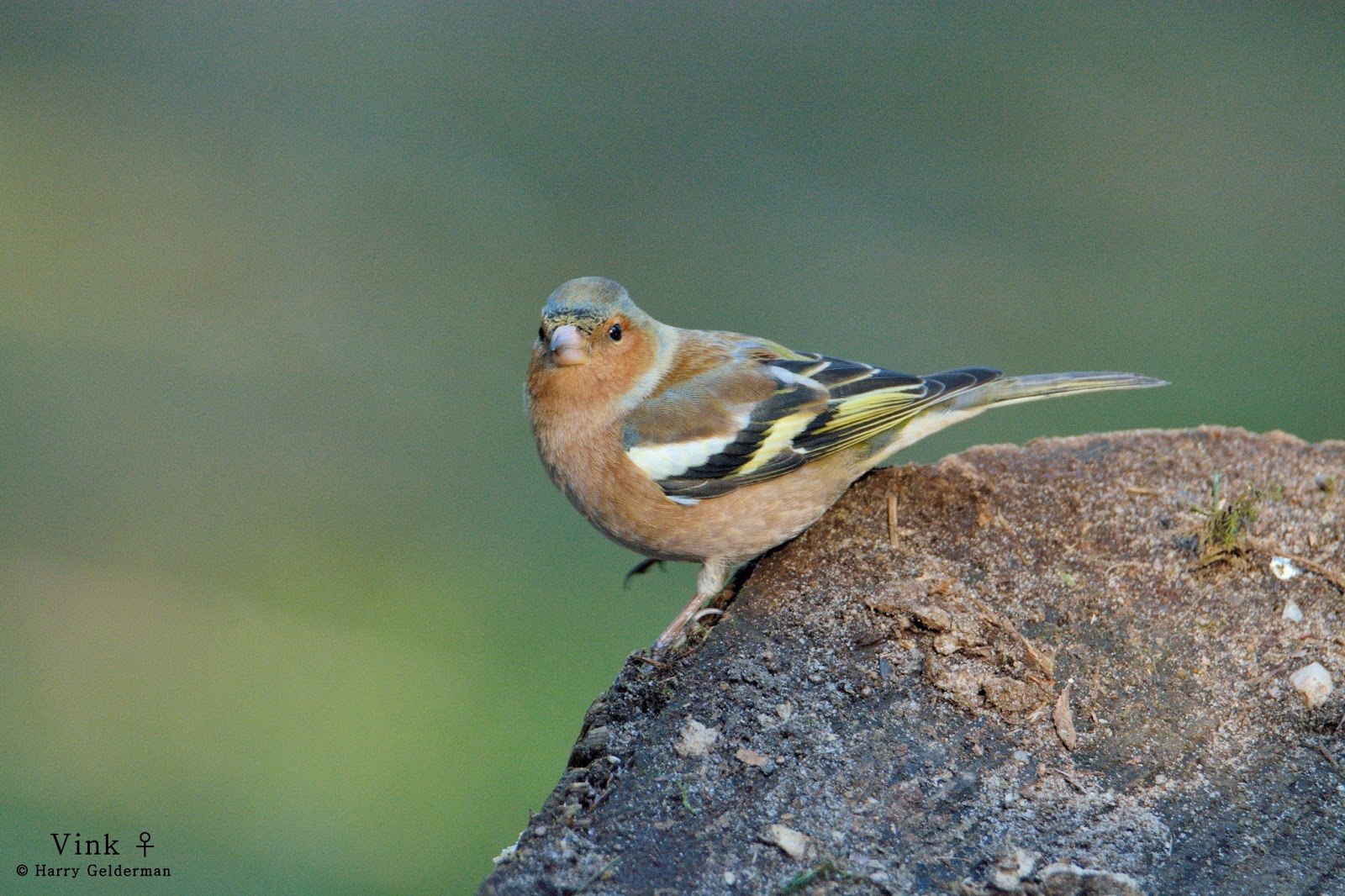 Fotografie Harry Gelderman: 2018