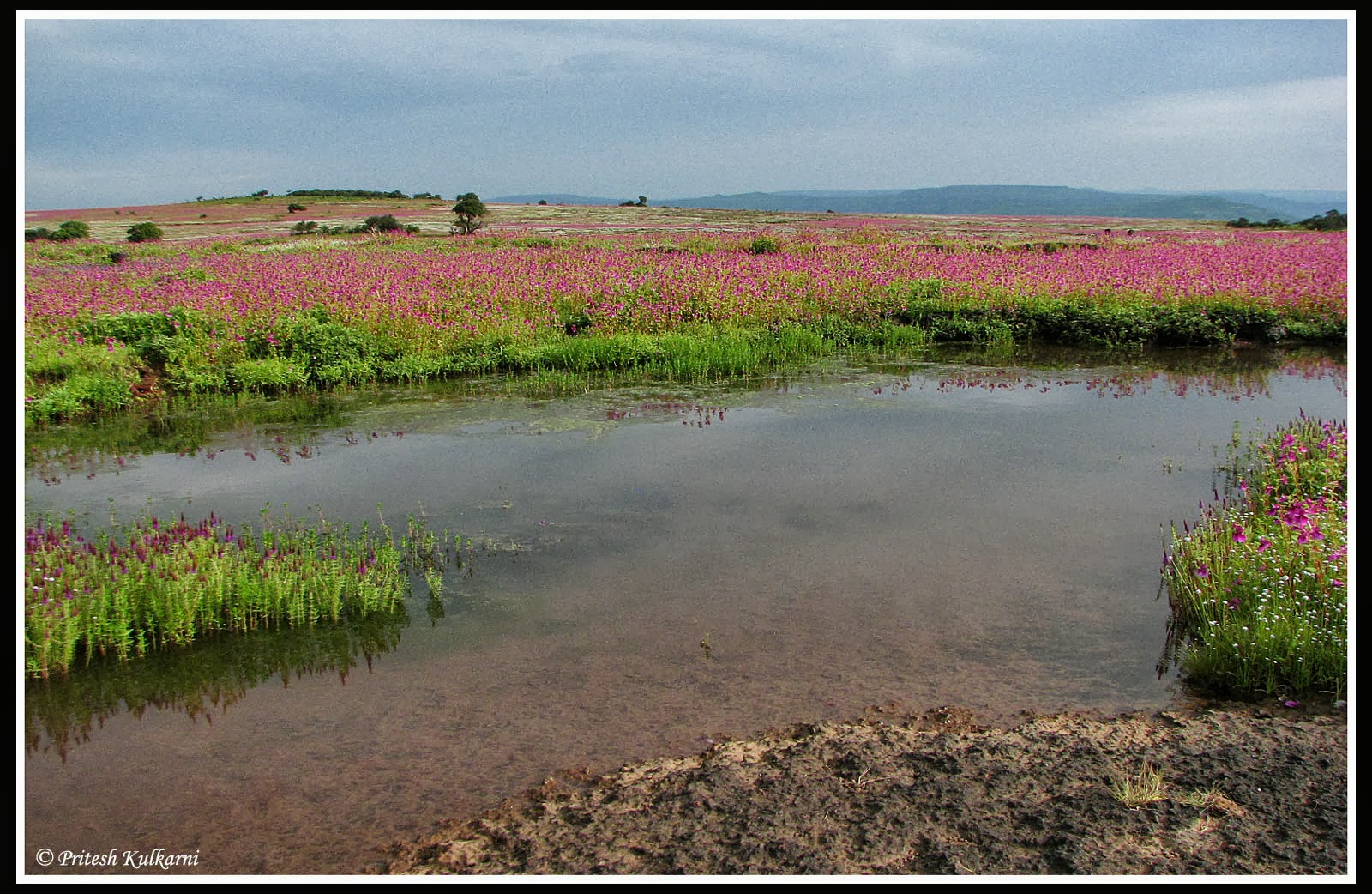 Travel blogs: Maharashtra’s valley of flowers: Kaas plateau