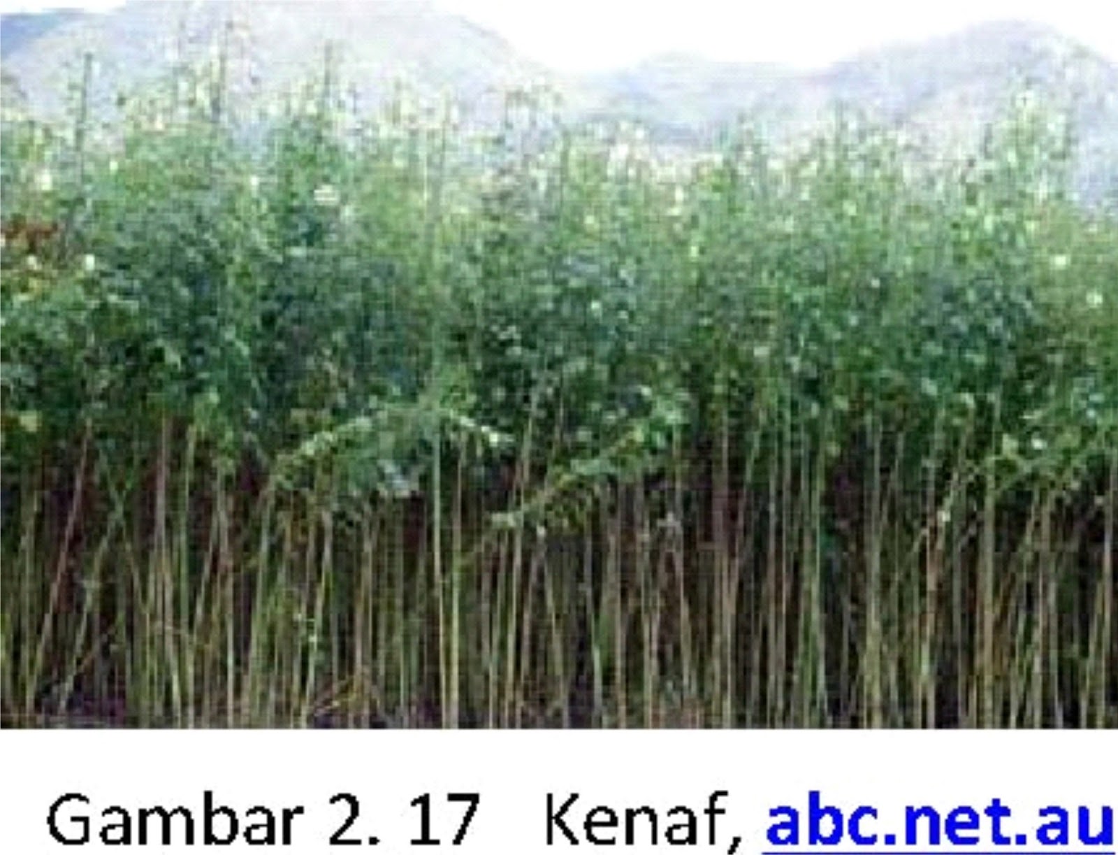 Bahan Alat Penangkap Ikan Dari Serat Alami Tumbuhan - Lalaukan