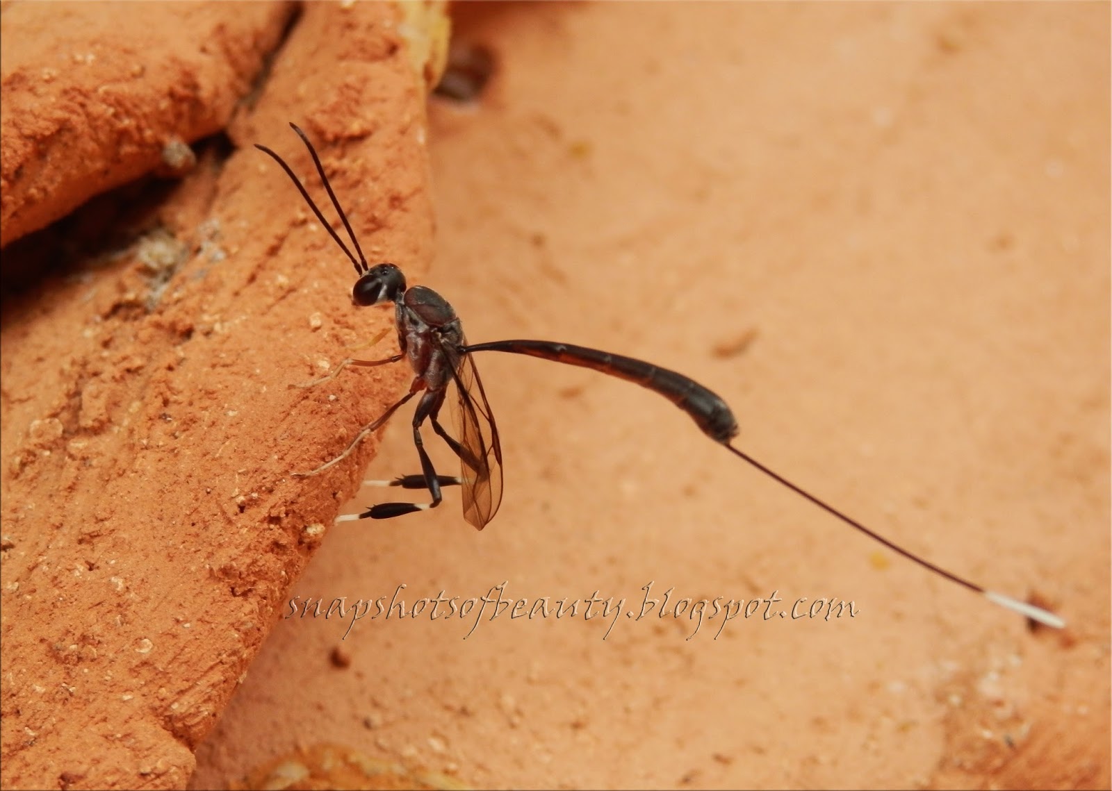 Snapshots of Beauty: MYSTERY FLYING INSECT...