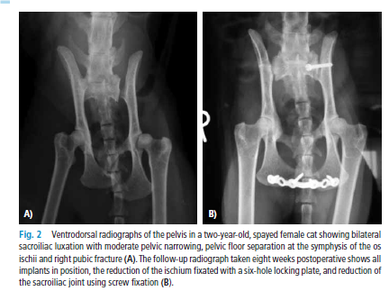 Teknik Operasi Fraktur Pelvis, Femur, dan Tibia-Fibula pada Hewan ...