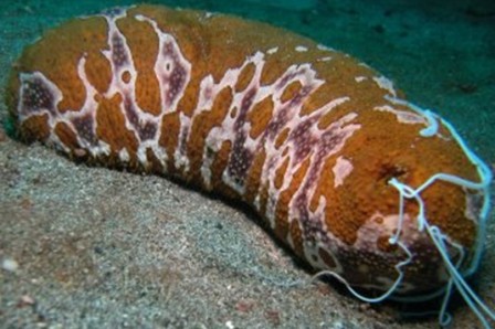 20 Khasiat Gamat Atau Teripang Untuk Kesehatan | Khasiat