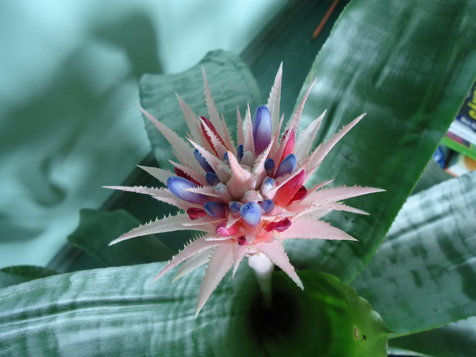 Grădină şi călătorii: Flori exotice