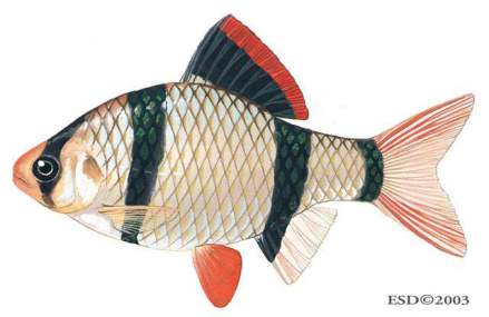 MORPHOLOGY FISH SUMATRA | FISH WORLDs.com