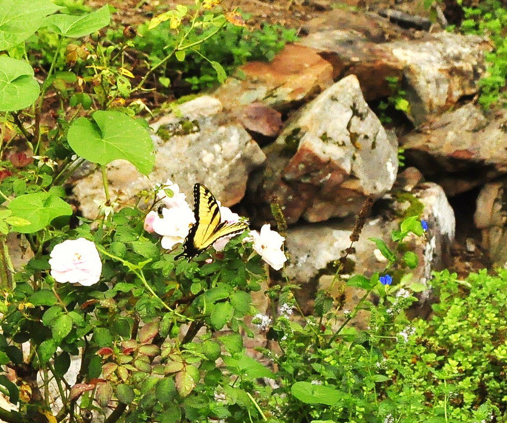 Milkweed Gardens: Florida Roses and Butterfly Gardening