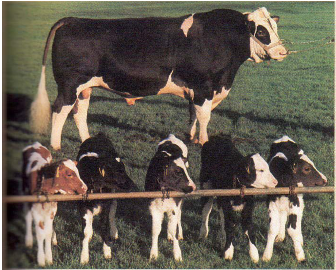 Pengertian Bioteknologi, Sejarah Perkembangan, Prinsip Dasar, Produk ...